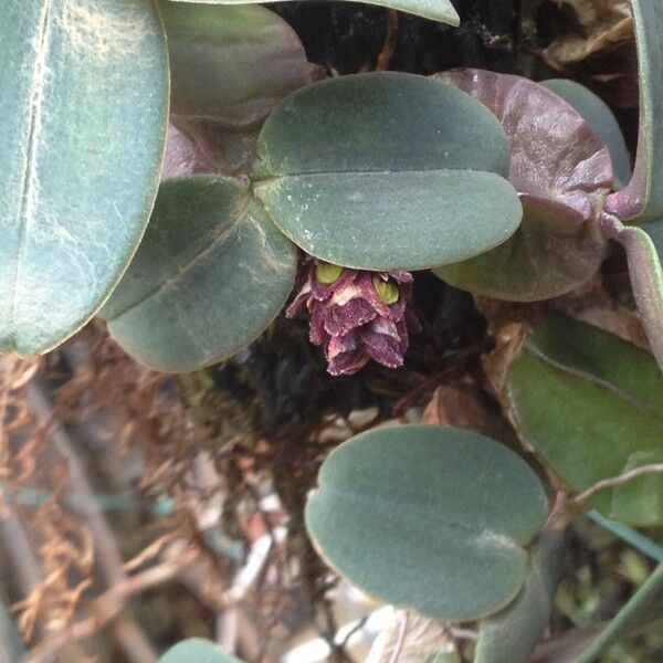 Bulbophyllum Aggregatum Plant Care & How to Grow, Water