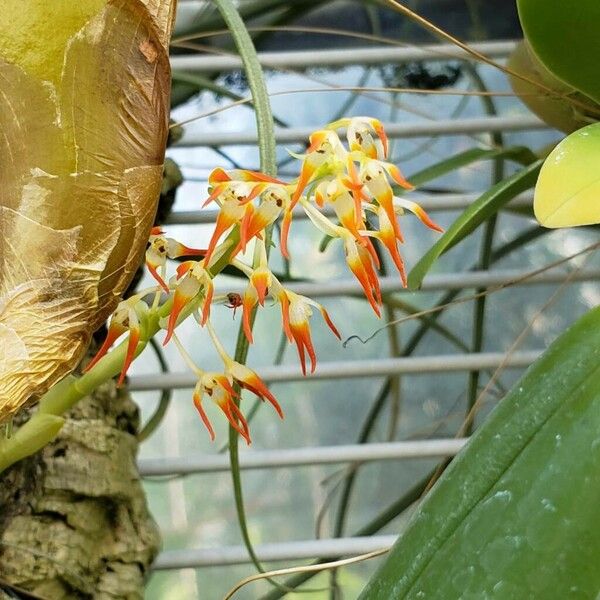 Bulbophyllum Angustifolium Plant Care & How to Grow, Water
