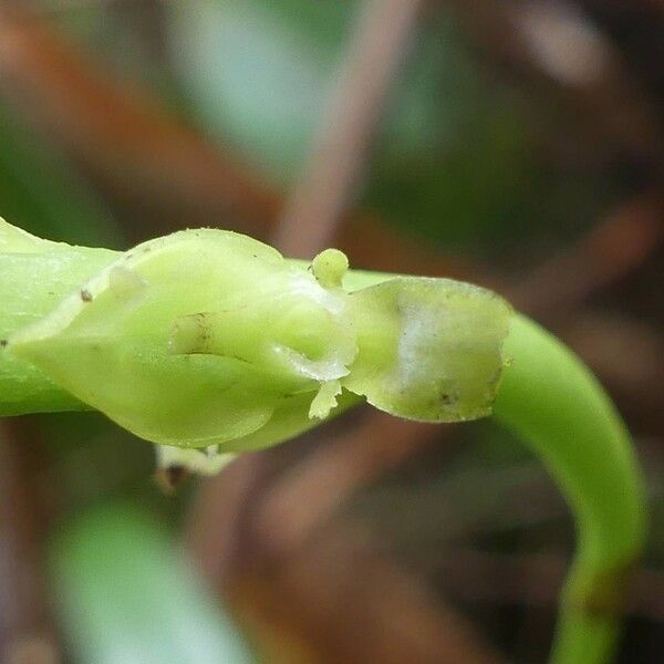 Bulbophyllum Clavatum Care Guide: Water, Soil & Propagation - Plantiary