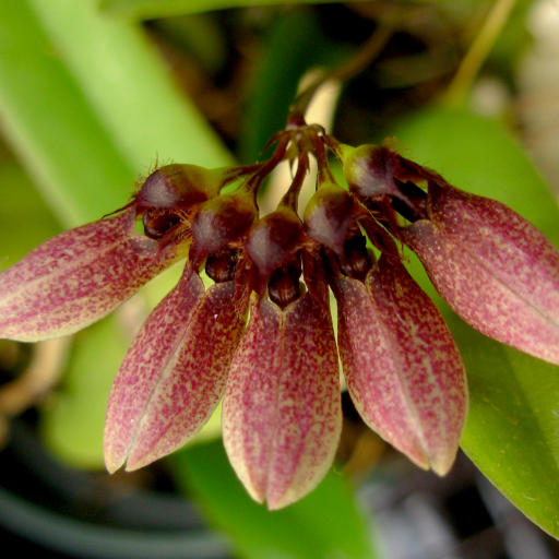 Bulbophyllum Flabellum-veneris Plant Care & How to Grow, Water