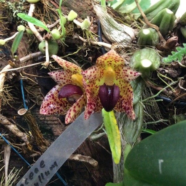 Leopard Spotted Bulbophyllum (Bulbophyllum Leopardinum) Care Guide ...
