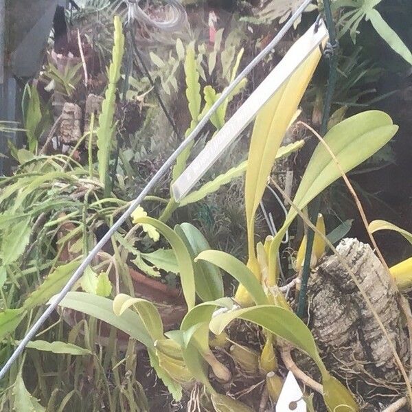 Bulbophyllum Longipetalum Plant Care & How to Grow, Water