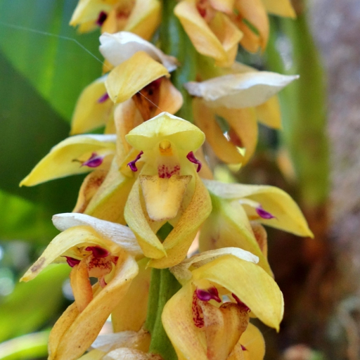 Bulbophyllum Occlusum Plant Care & How to Grow, Water