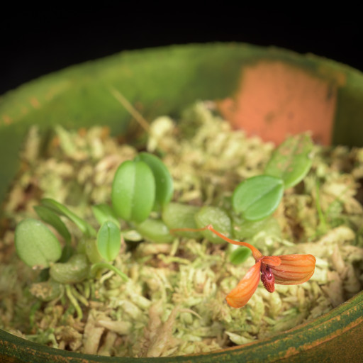 Bulbophyllum Ovalifolium Plant Care & How to Grow, Water