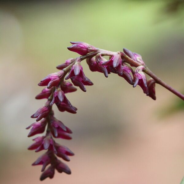 Bulbophyllum Pumilum Plant Care & How to Grow, Water