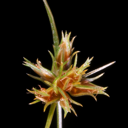 Watergrass (Bulbostylis Barbata) Plant Care & How to Grow, Water