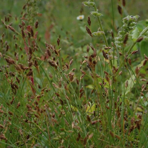 Dense Watergrass (Bulbostylis Densa) Plant Care & How to Grow, Water