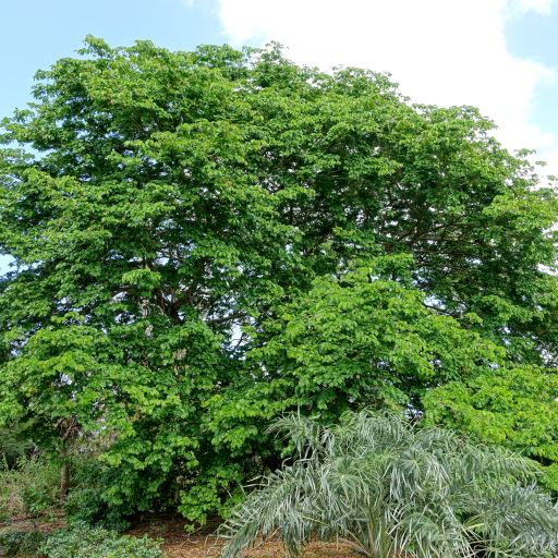 Bulnesia Arborea Plant Care & How to Grow, Water