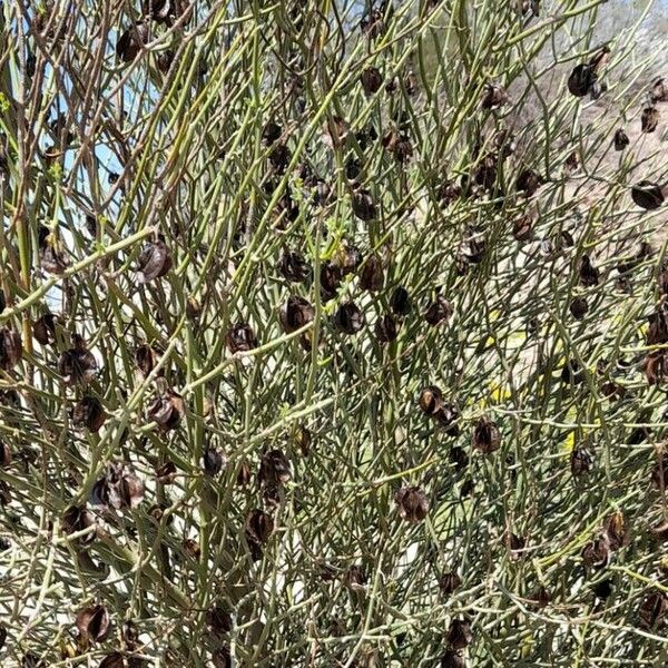 Bulnesia Retama Plant Care & How to Grow, Water