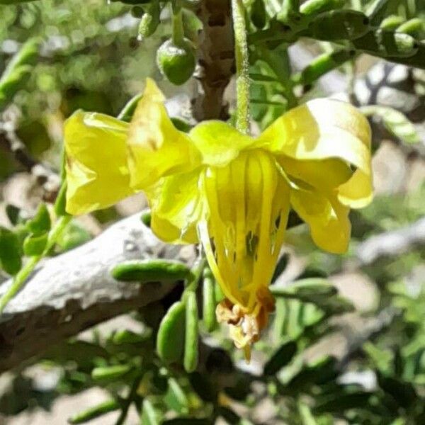 Bulnesia Schickendantzii Plant Care & How to Grow, Water