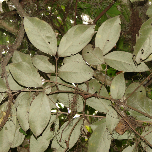 Peanut-Butter Tree (Bunchosia Argentea) Plant Care & How to Grow, Water