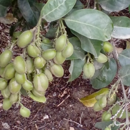 Peanut Butter Fruit (Bunchosia Armeniaca) Care Guide: Water, Soil ...