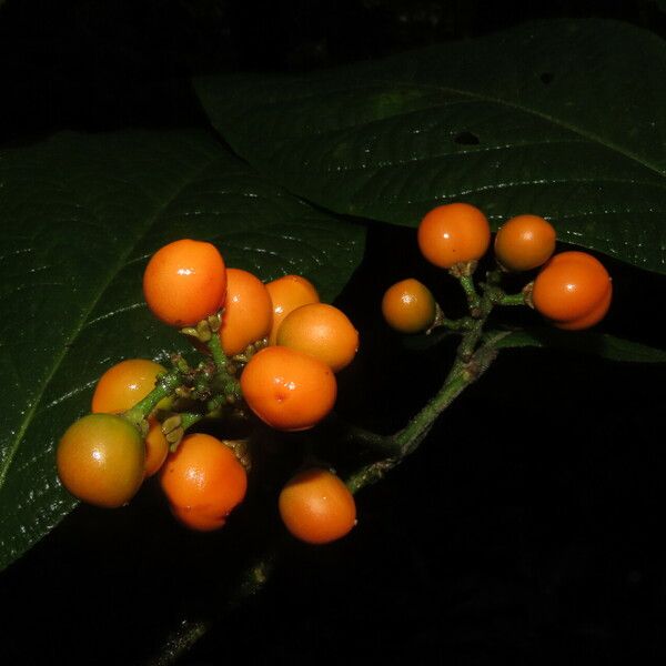 Bunchosia Macrophylla Care Guide: Water, Soil & Propagation - Plantiary