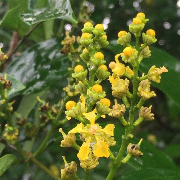 Bunchosia Nitida Care Guide: Water, Soil & Propagation - Plantiary