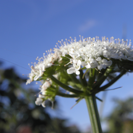 Black Zira (Bunium Bulbocastanum) Plant Care & How to Grow, Water