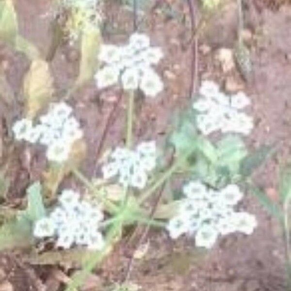 Balkan Pignut (Bunium Ferulaceum) Plant Care & How to Grow, Water