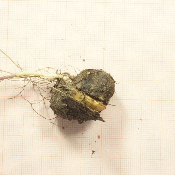 Bunium Pachypodum Plant Care & How to Grow, Water