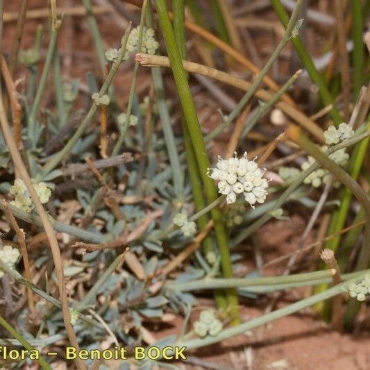 Bupleurum Album Plant Care & How to Grow, Water