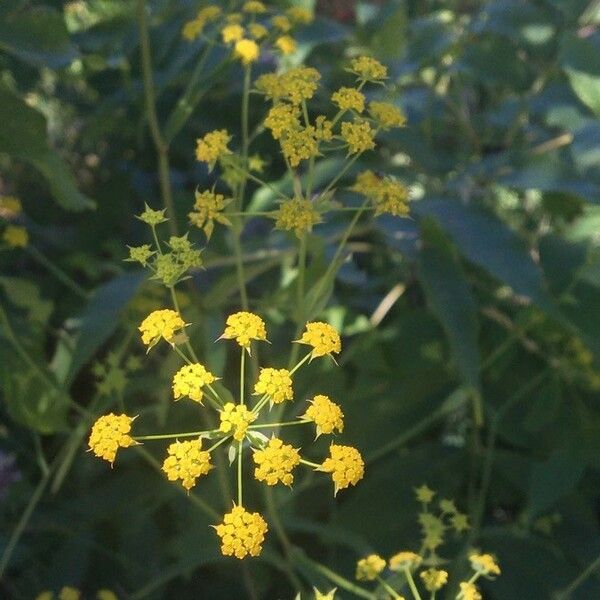 Bupleurum Alpigenum Care Guide: Water, Soil & Propagation - Plantiary