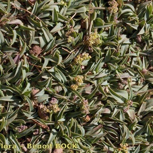 Bupleurum Atlanticum Plant Care & How to Grow, Water