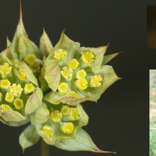 Small Hare's-ear (Bupleurum Baldense) Plant Care & How to Grow, Water