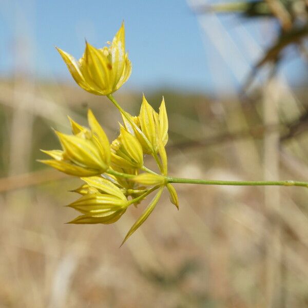 Bupleurum Flavum Plant Care & How to Grow, Water
