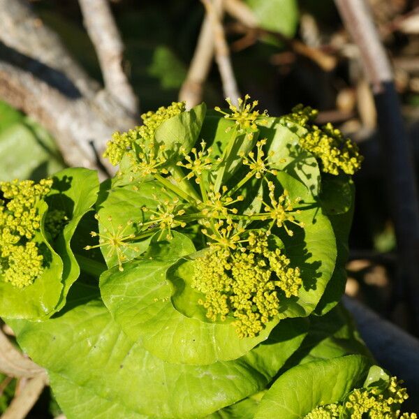 Bupleurum Glumaceum Plant Care & How to Grow, Water