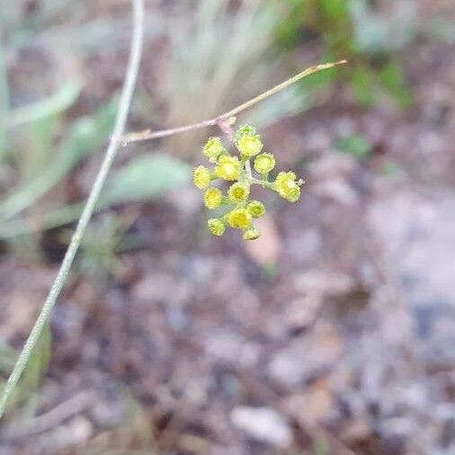 Stiff-Leaved Hare's Ear (Bupleurum Rigidum) Plant Care & How to Grow, Water