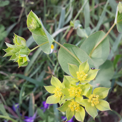 Thoroughwax (Bupleurum Rotundifolium) Plant Care & How to Grow, Water