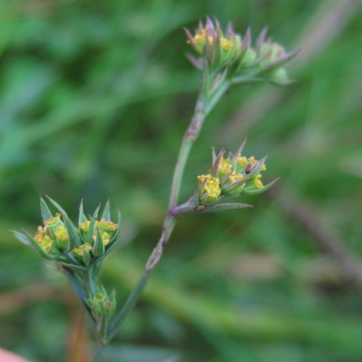 Slender Hare's-ear (Bupleurum Tenuissimum) Plant Care & How to Grow, Water