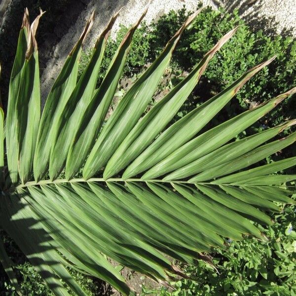 Burretiokentia Hapala Care Guide: Water, Soil & Propagation - Plantiary