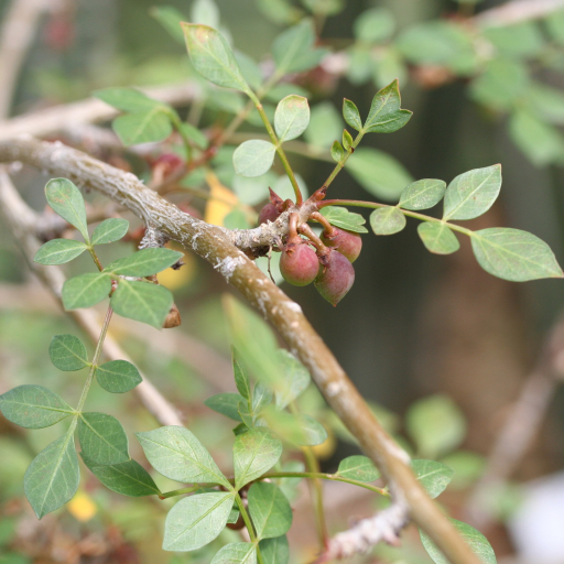 Arum Plant Care & How to Grow, Water