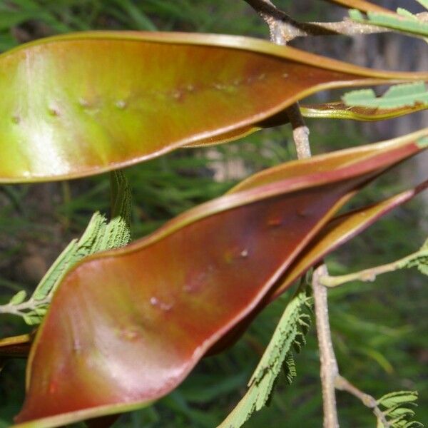 Bursera Grandifolia Plant Care & How to Grow, Water