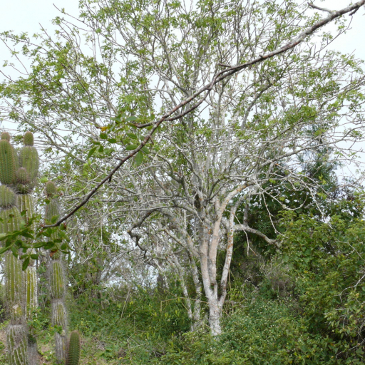 Palo Santo (Bursera Graveolens) Plant Care & How to Grow, Water