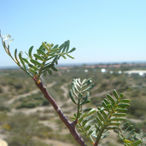 Elephant Tree (Bursera Microphylla) Plant Care & How to Grow, Water