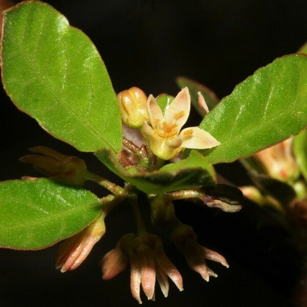 Bursera Schlechtendalii Plant Care & How to Grow, Water
