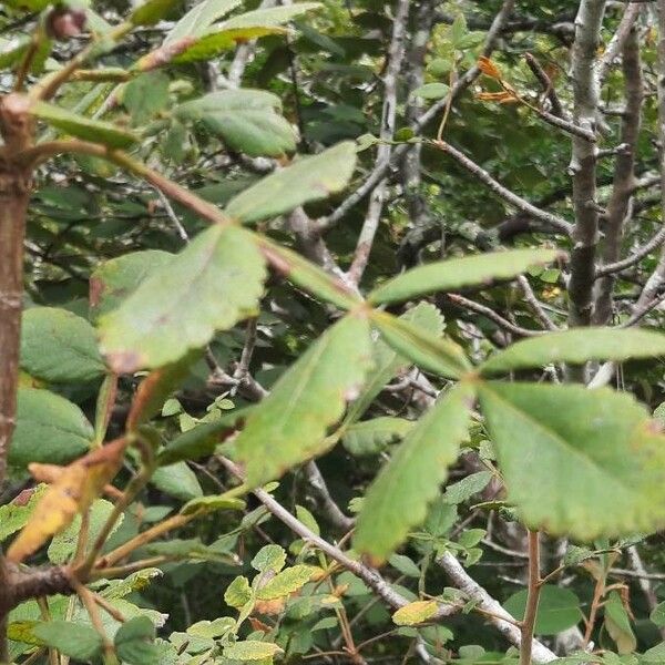 Bursera Tomentosa Plant Care & How to Grow, Water