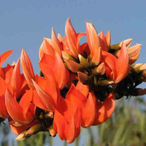 Bastard Teak (Butea Monosperma) Plant Care & How to Grow, Water