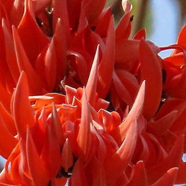 Climbing Palas (Butea Superba) Plant Care & How to Grow, Water