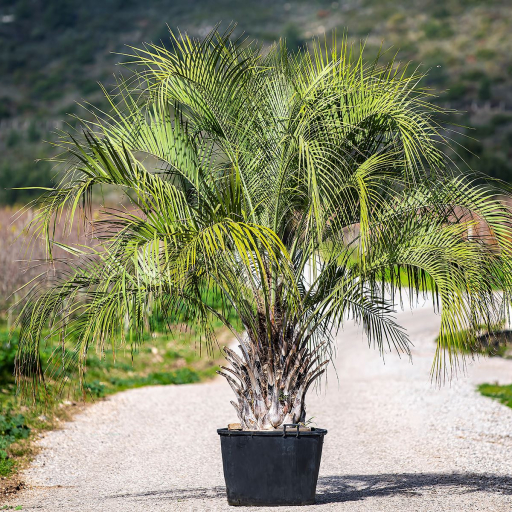 South American Jelly Palm (Butia Capitata) Plant Care & How to Grow, Water