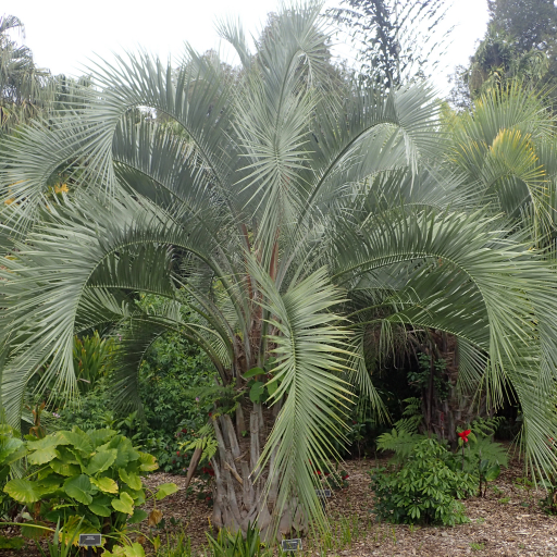 Woolly Jelly Palm (Butia Eriospatha) Plant Care & How to Grow, Water