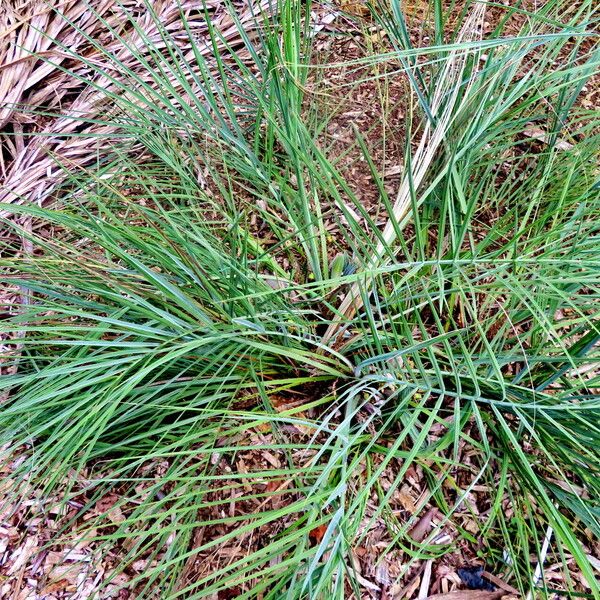 Butia Lallemantii Plant Care & How to Grow, Water