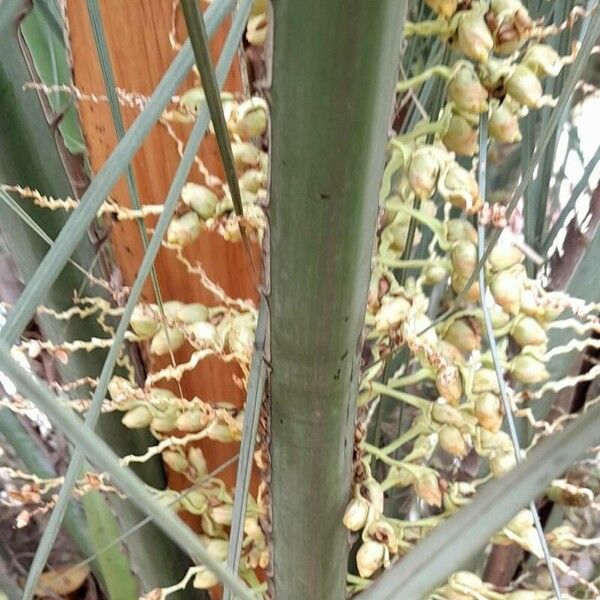 Butia Noblickii Plant Care & How to Grow, Water