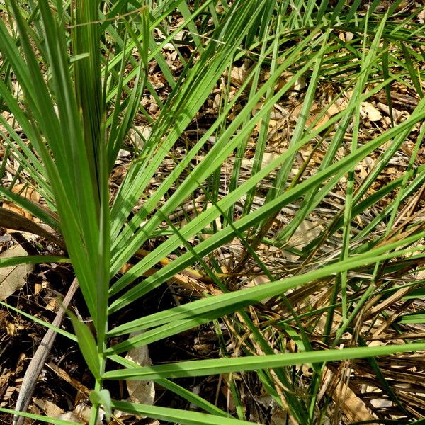 Butia Pubispatha Plant Care & How to Grow, Water