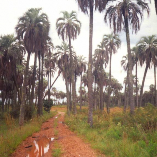 Yatay Palm (Butia Yatay) Plant Care & How to Grow, Water