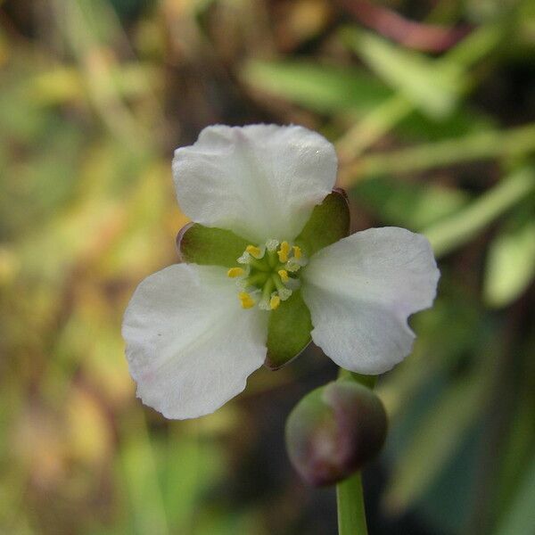 Butomopsis Latifolia Care Guide: Water, Soil & Propagation - Plantiary