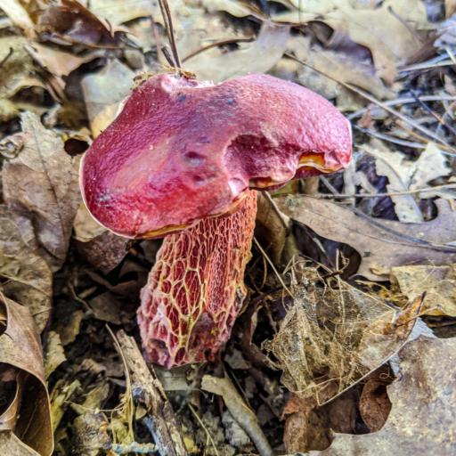 Frost's Bolete (Butyriboletus Frostii) Plant Care & How to Grow, Water