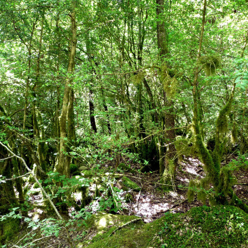 Transvaal Red Milkwood (Mimusops Zeyheri) Plant Care & How to Grow, Water