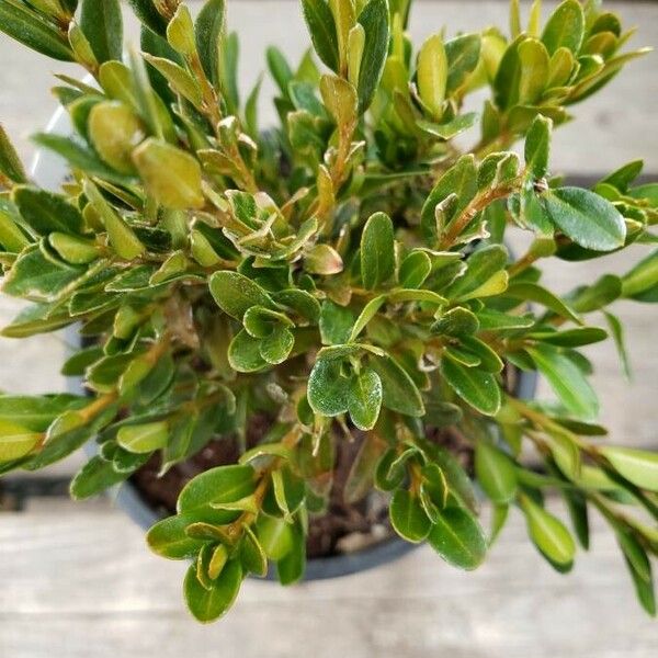 Chinese Boxwood (Buxus Sinica) Plant Care & How to Grow, Water