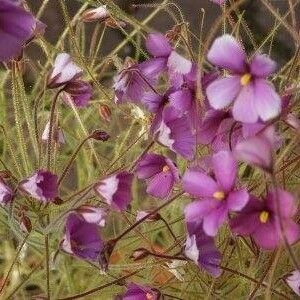 Byblis Filifolia Plant Care & How to Grow, Water
